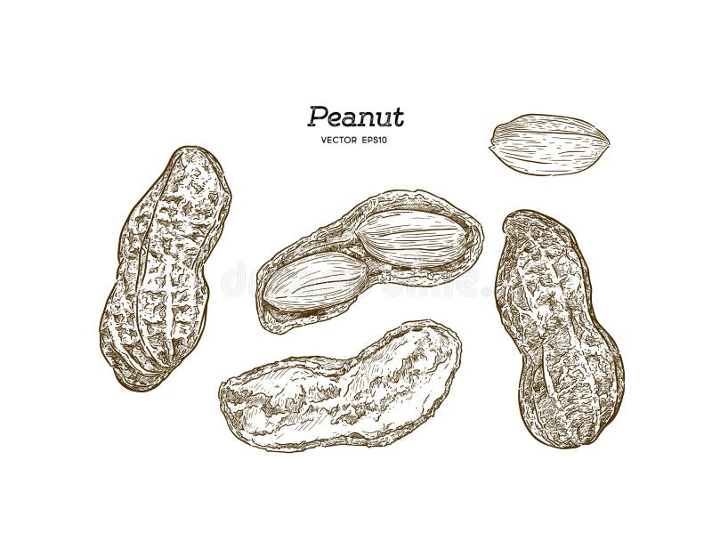Vector Illustration Set of Peanuts Stock Vector - Illustration of ...