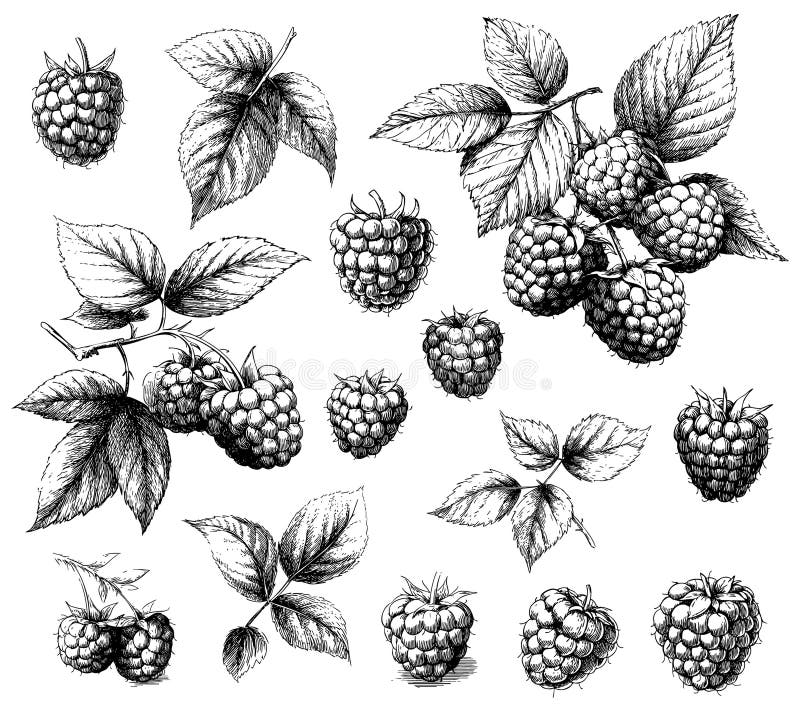 A Vector Illustration Set of Raspberries with Leaves, in the Style of ...