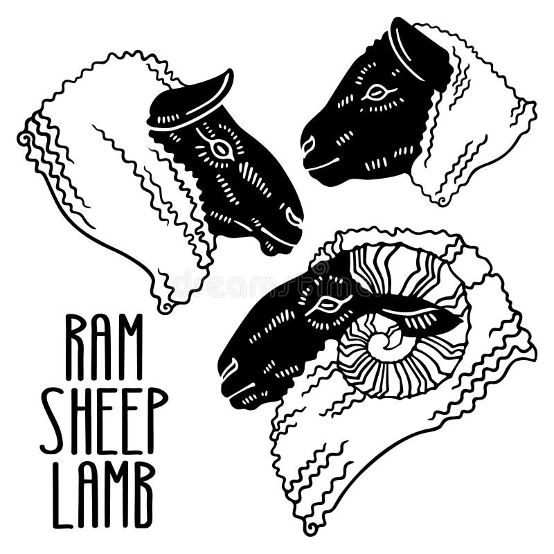 Vector Illustration of a Sheep, a Ram and a Lamb Stock Vector ...