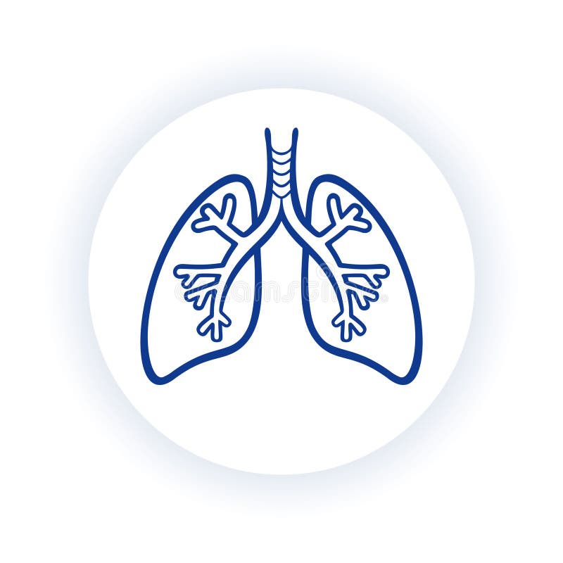 Bronchi Vector Illustration Depicting Human Organ Anatomy Details for ...