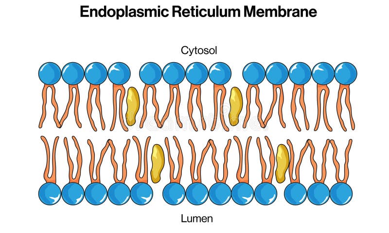 Illustration of Endoplasmic Reticulum Membrane on White Background ...