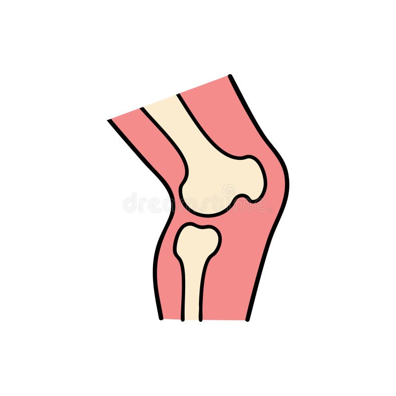 Structure Knee Joint Vector Stock Illustrations – 1,740 Structure Knee ...