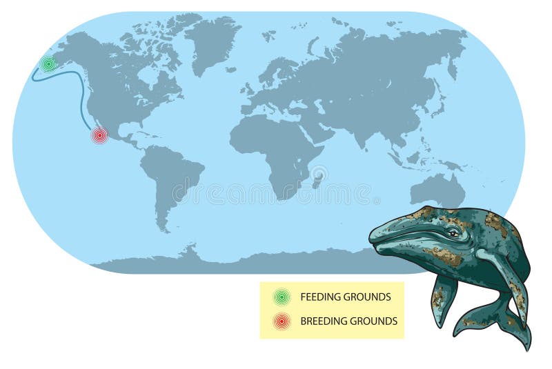 Migration-grey whale stock vector. Illustration of pacific - 197155796