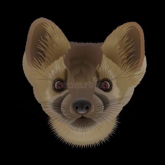 Siberian Sable Head on a Black Background Stock Vector - Illustration ...