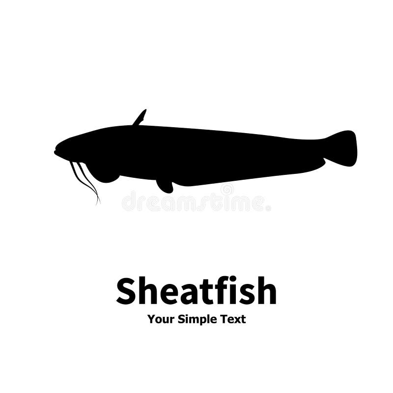 Silhouette of Sheatfish Isolate Stock Illustration - Illustration of ...