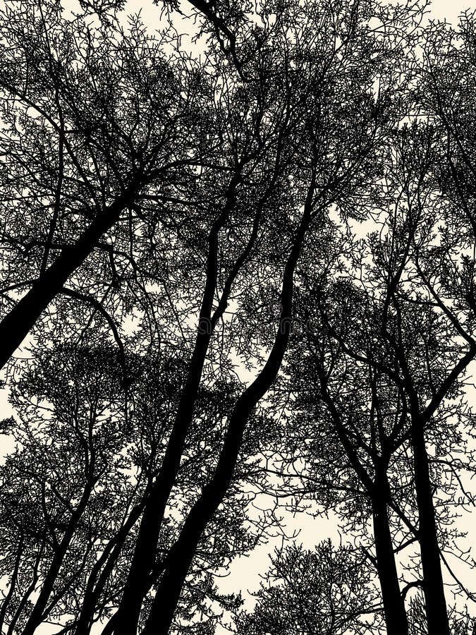 Vector Illustration of Silhouettes Deciduous Trees in Winter Forest ...