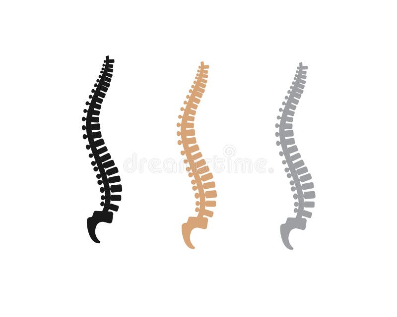 Vector Illustration of Simple Spine Bone in Various Color Stock Vector ...