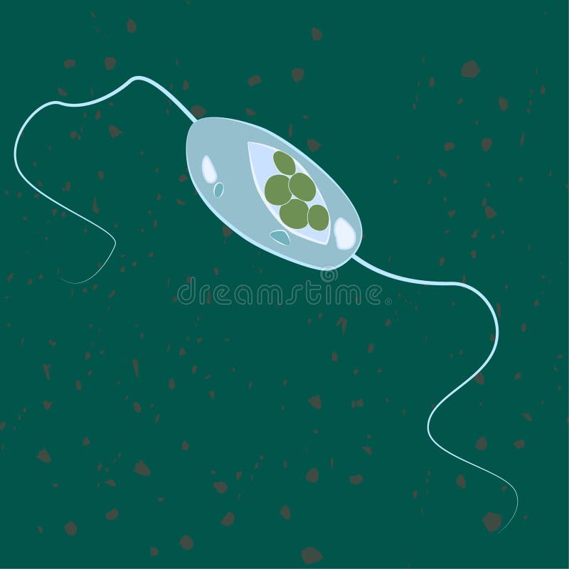 Protozoavector Illustration Stock Illustrations – 1 Protozoavector ...