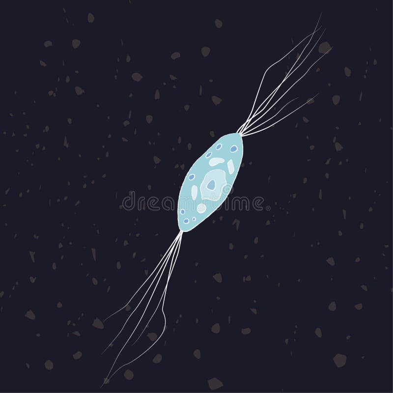 Vector Illustration of Single-celled Eukaryote Labyrinthulea, Protozoa ...