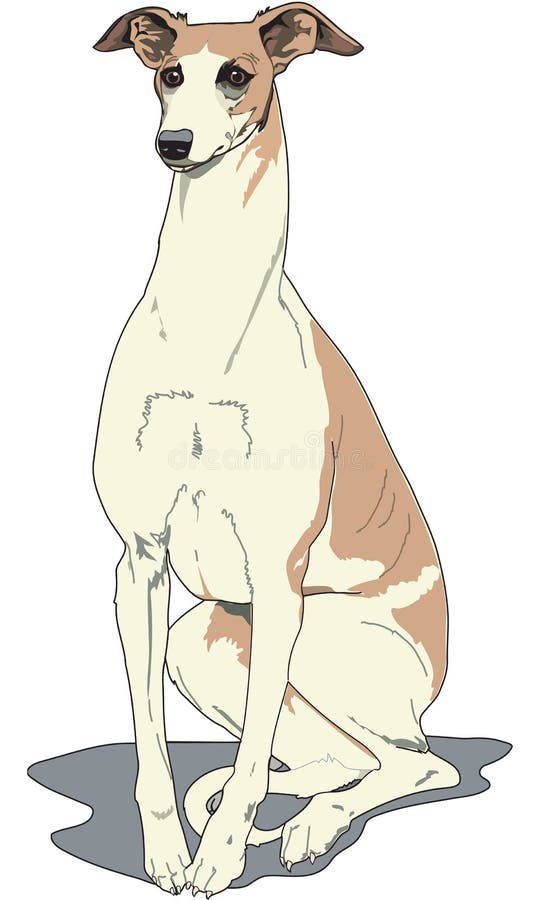 Whippet Sitting Illustration Stock Vector - Illustration of sitting ...