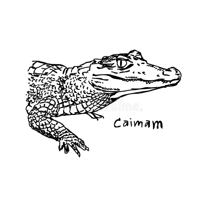 Caiman Stock Illustrations – 3,575 Caiman Stock Illustrations, Vectors ...