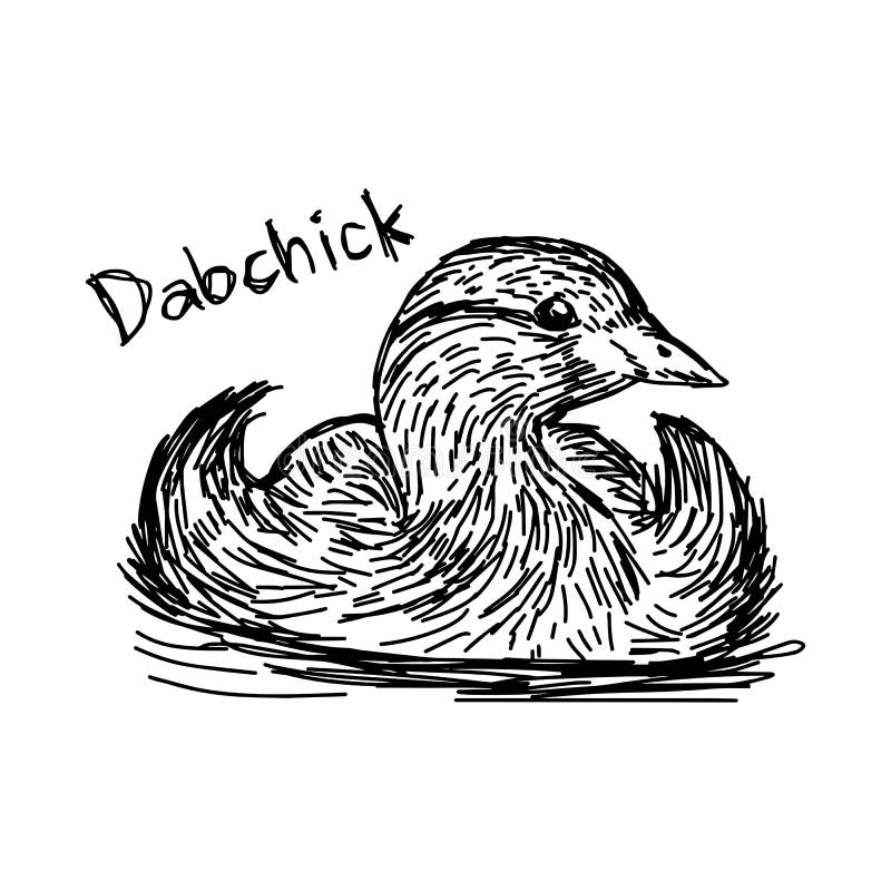 Dabchick Illustration Stock Illustrations – 254 Dabchick Illustration ...