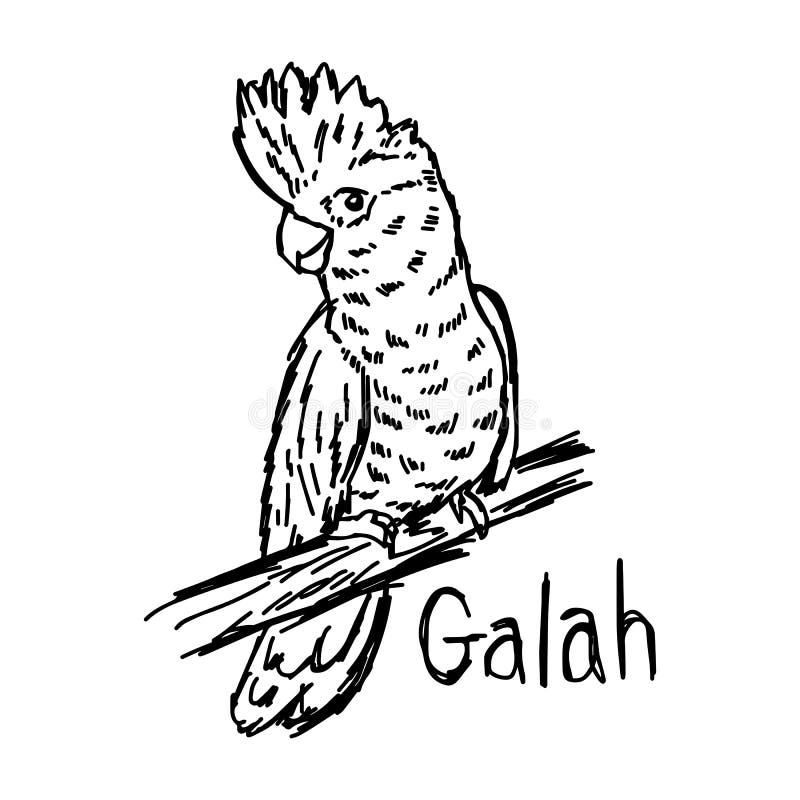 Galah Stock Illustrations – 186 Galah Stock Illustrations, Vectors ...
