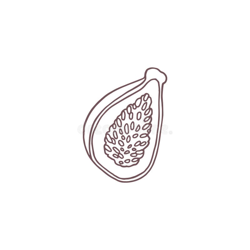 Vector Illustration with Sketch Image of Half of Fig Fruit. Stock ...