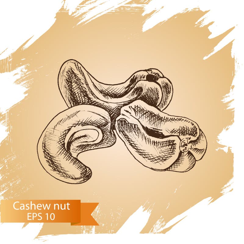 Vector Illustration Sketch Nuts. Cashew Nut Stock Illustration ...
