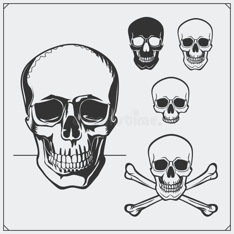 Decrepit skulls stock vector. Illustration of isolated - 29294362