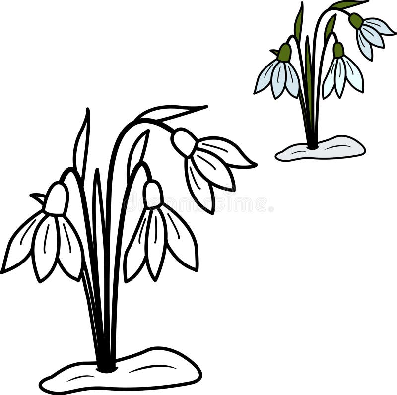 Spring Tender Snowdrops for Coloring Book. Stock Vector - Illustration ...