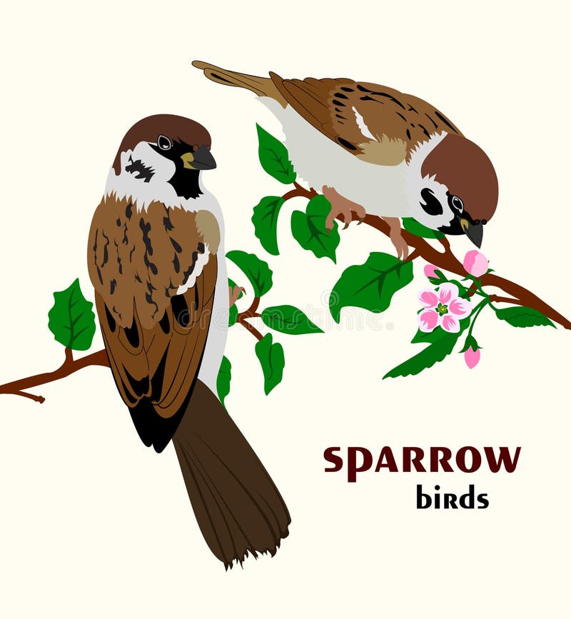 Vector Illustration of Sparrow Birds Stock Illustration - Illustration ...
