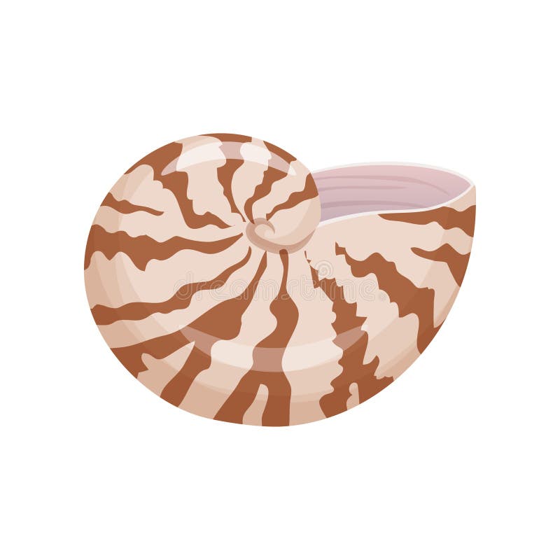 Vector Illustration of a Spiral Seashell Stock Vector - Illustration of ...