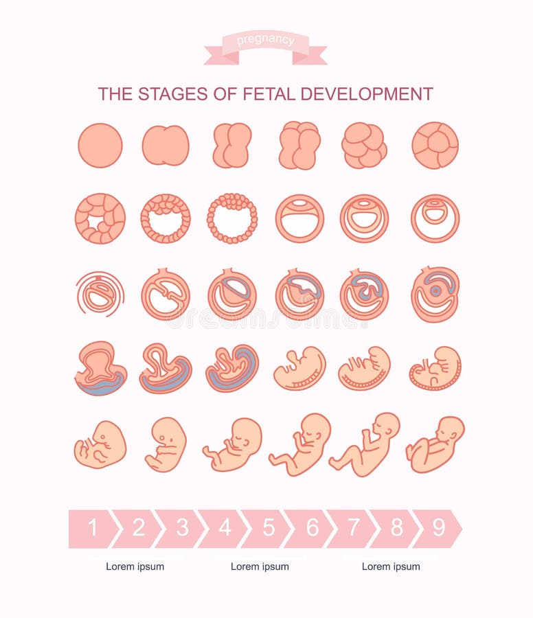 Week Week Fetal Development Stock Illustrations – 1,592 Week Week Fetal ...
