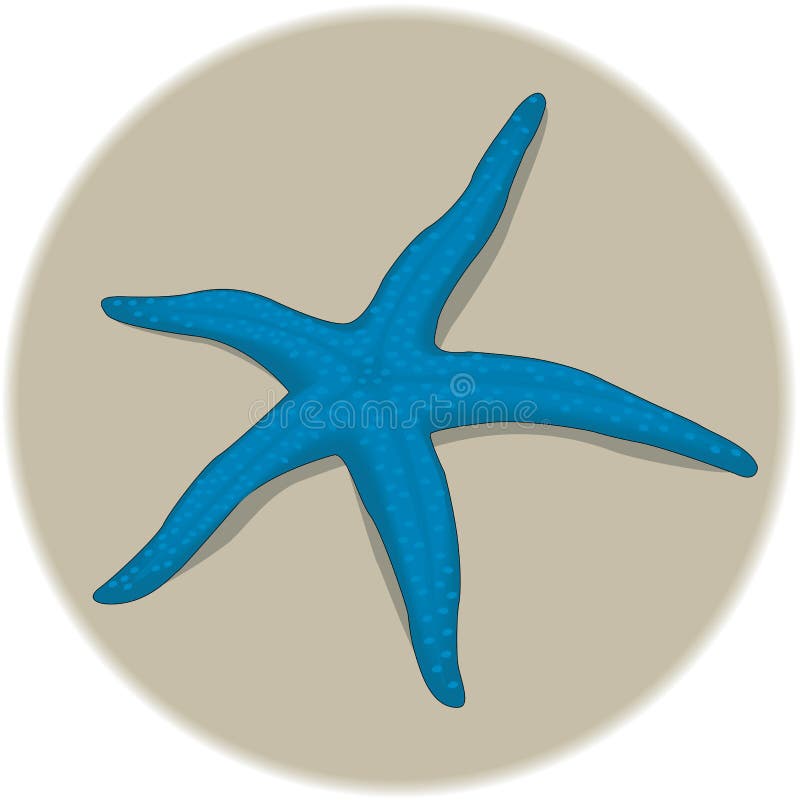 Starfish Illustration stock vector. Illustration of echinoderm - 134052064
