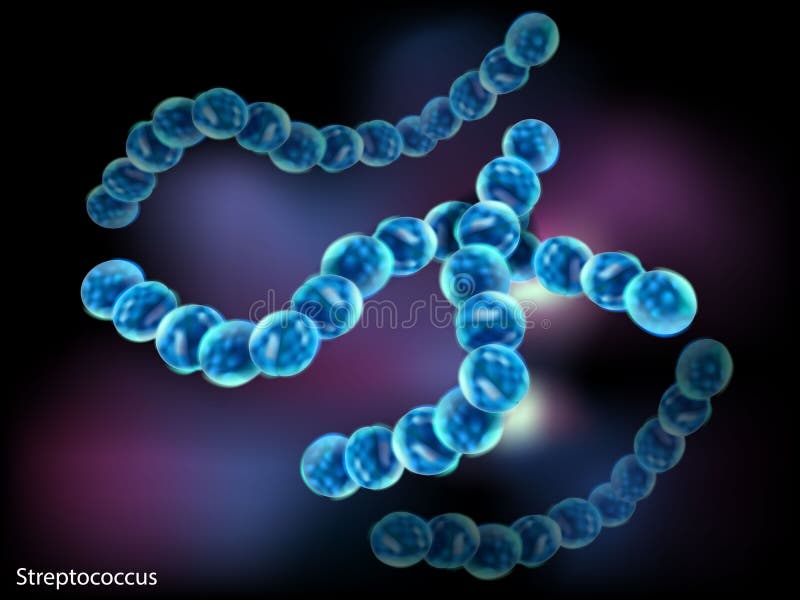 Vector Illustration of the Streptococcus. Gram-positive Coccus or ...