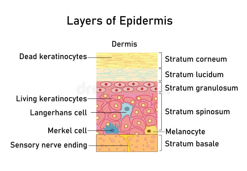 Vector Illustration with Structure of Dermis for Medical and ...