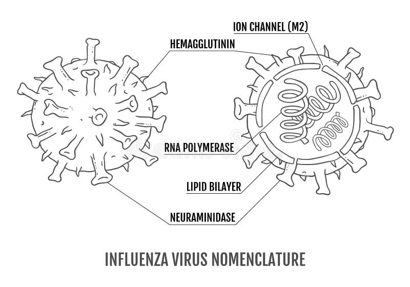 Influenza Flu Virus Structure Stock Illustration - Illustration of ...