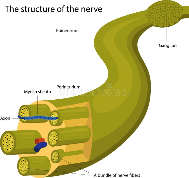Nerve Trunks Stock Illustrations – 6 Nerve Trunks Stock Illustrations ...