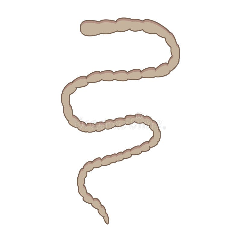 Stylized Tapeworm Stock Illustrations – 6 Stylized Tapeworm Stock ...