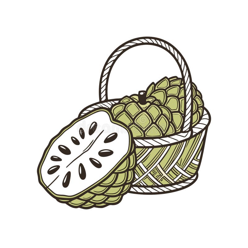 Sugar Apple Fruits in Basket, Botanical Illustration Vector Stock ...