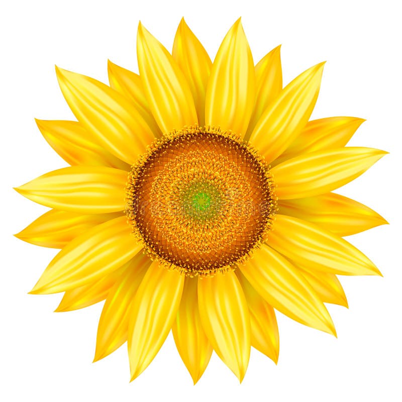Vector Illustration of Sunflower Stock Vector - Illustration of harvest ...