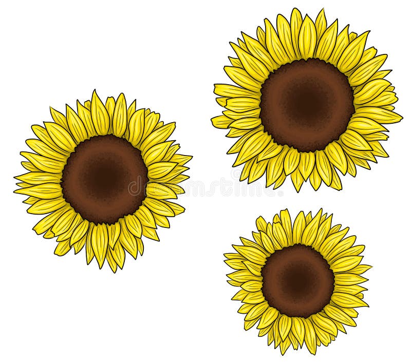 Vector Illustration of Sunflowers - Isolated Stock Vector ...