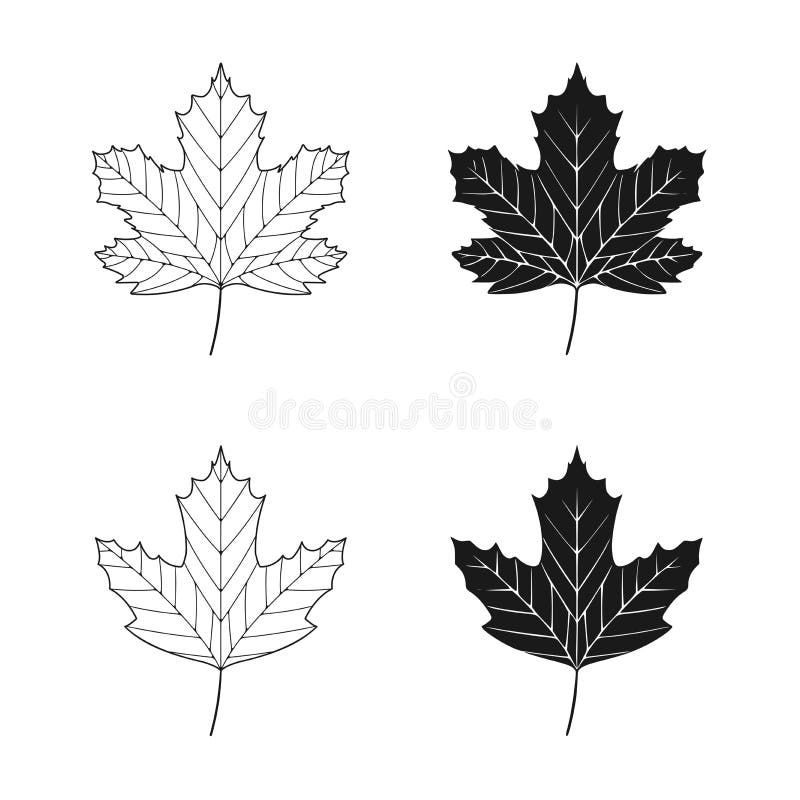 Vector Illustration of Sycamore Leaves Stock Vector - Illustration of ...
