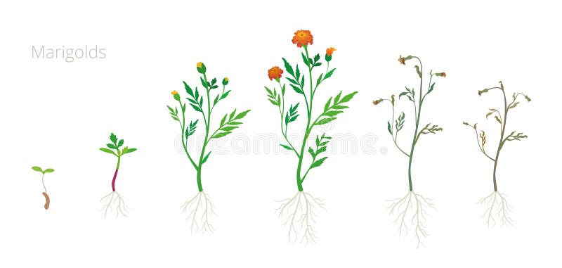 Marigolds Stock Illustrations – 7,616 Marigolds Stock Illustrations ...