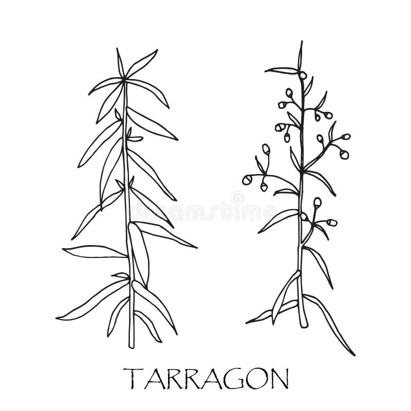 Vector Illustration of Tarragon. Doodle Sketch Stock Vector ...