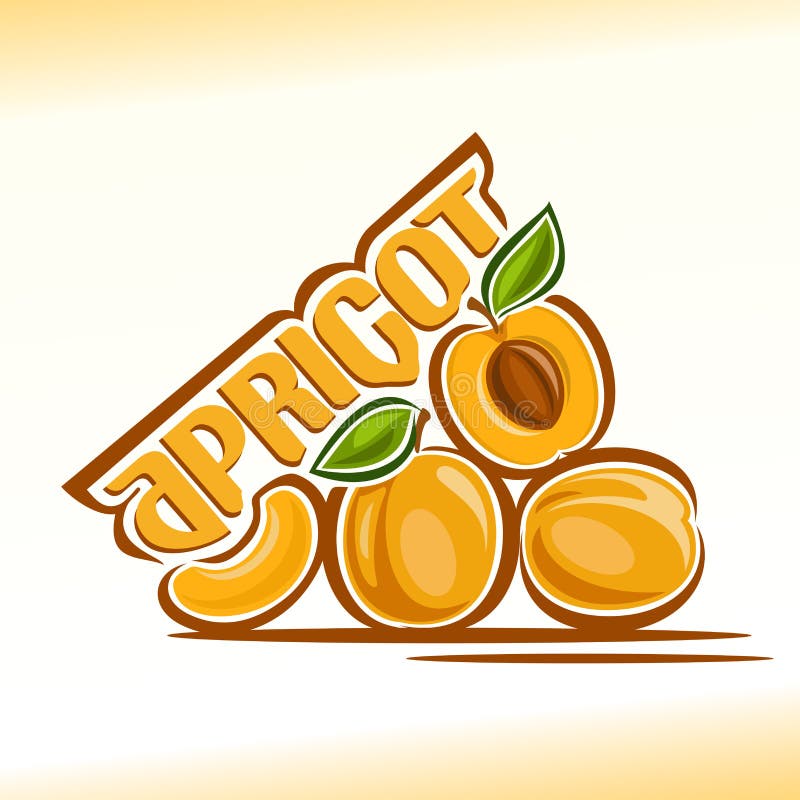 Vector Illustration on the Theme of Apricot Stock Vector - Illustration ...