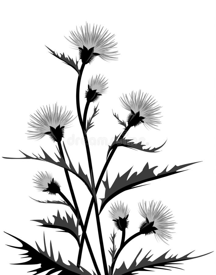 Thistle with Leaves and Stems Stock Vector - Illustration of leaf ...