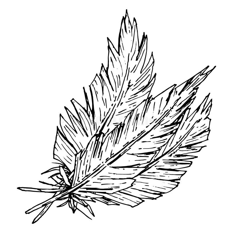 Vector Illustration of Three Ink-drawn Feathers in Rustic Line Art ...