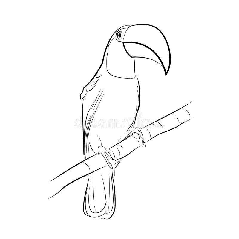 A Vector Illustration of a Toucan Bird Made in Line Art Style Stock ...