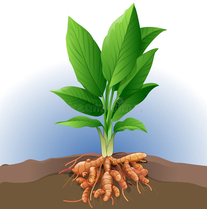 Turmeric plant stock vector. Illustration of botany - 227071372