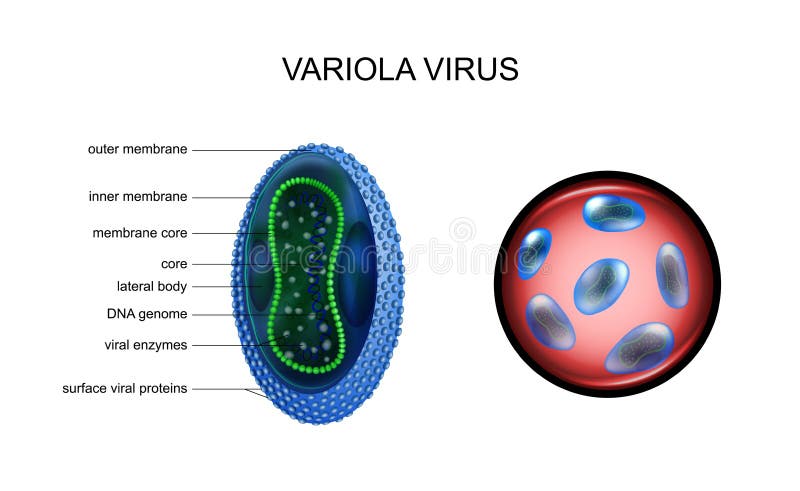 Smallpox Virus Labeled