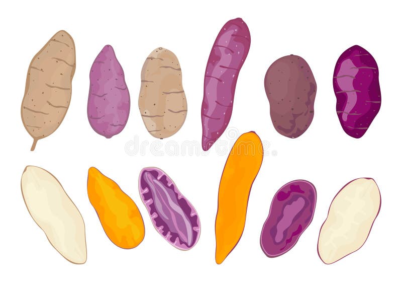 Potatoes Types Stock Illustrations – 199 Potatoes Types Stock ... Potatoes Types Stock Illustrations – 199 Potatoes Types Stock ...