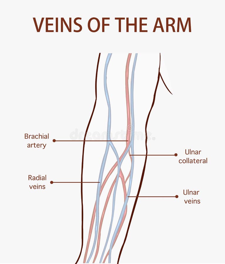 Vector Illustration of a Veins of the Arm Stock Vector - Illustration ...