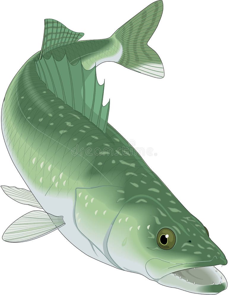 Walleye Stock Illustrations – 1,278 Walleye Stock Illustrations ...