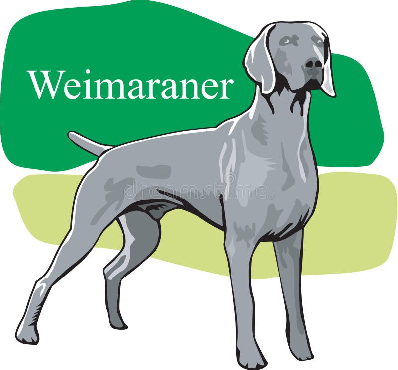 Weimaraner Vector Illustration Stock Vector - Illustration of hunting ...
