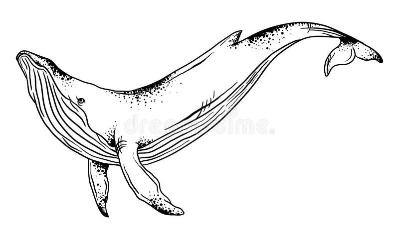 Vector Illustration of a Whale on a White Background, Graphics, Hand ...