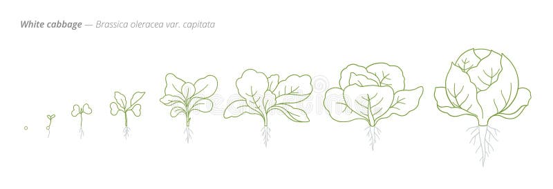 White Cabbage Engraved Sketch Stock Vector - Illustration of leaf ...