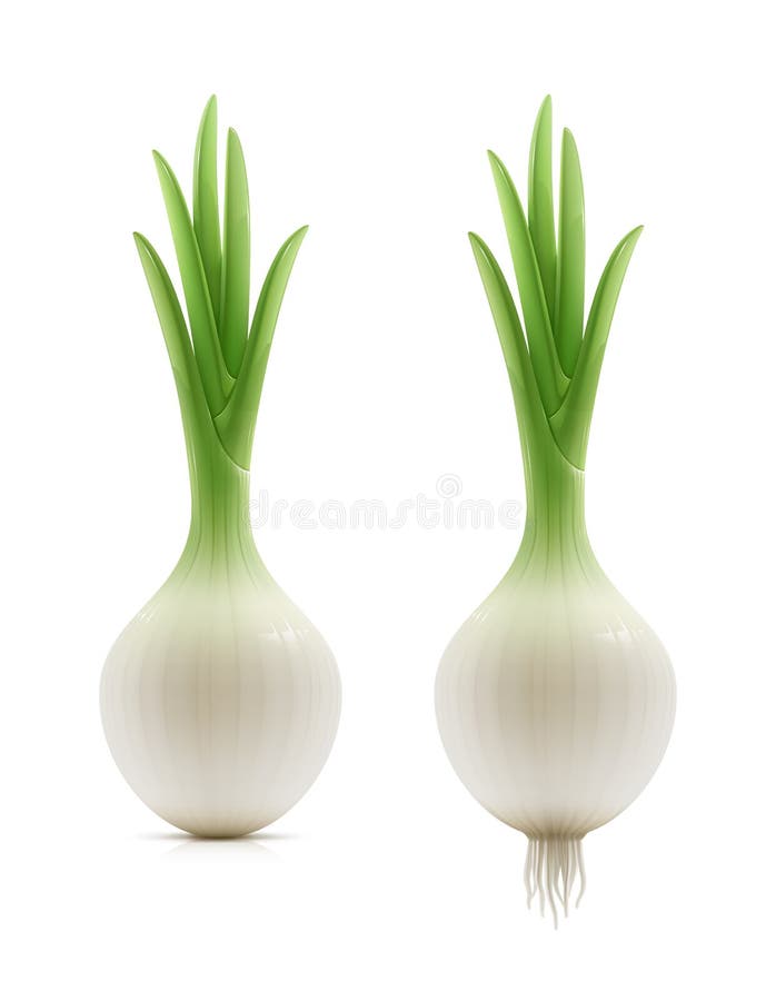 White and red onion stock vector. Illustration of icon - 241860614