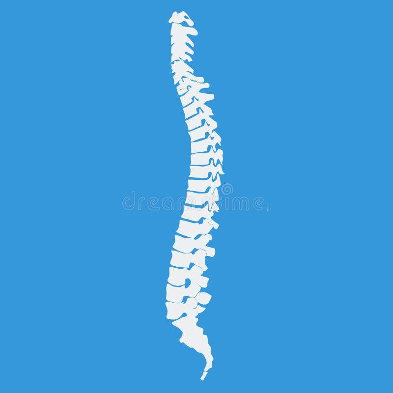 Vector Illustration White Spine Diagnostic Symbol Stock Vector ...